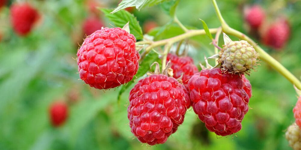 10 BEST Berries to Grow in Ohio (2023 Guide) - The Gardening Dad
