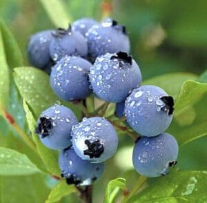 10 BEST Fruits and Vegetables to Grow in Alaska (2023 Guide) - The ...