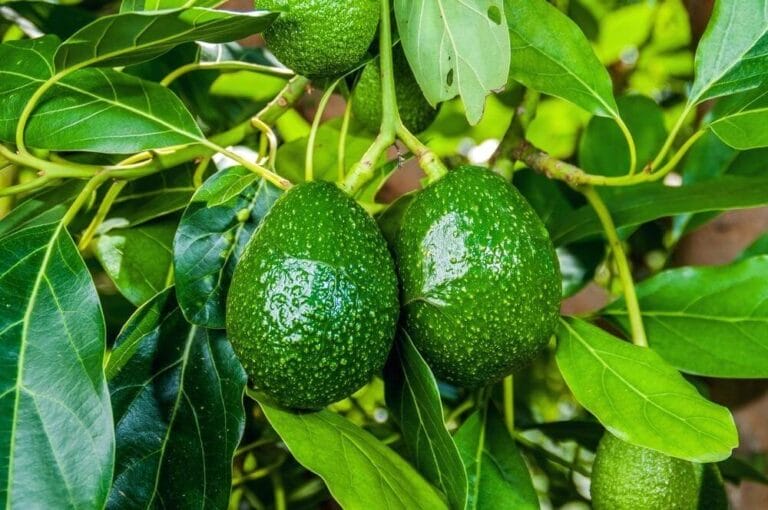 10 EASY Tips to Growing Avocado in Pots - The Gardening Dad