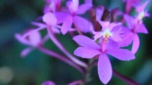 10 Easy Tips How Do You Care For Orchids - The Gardening Dad
