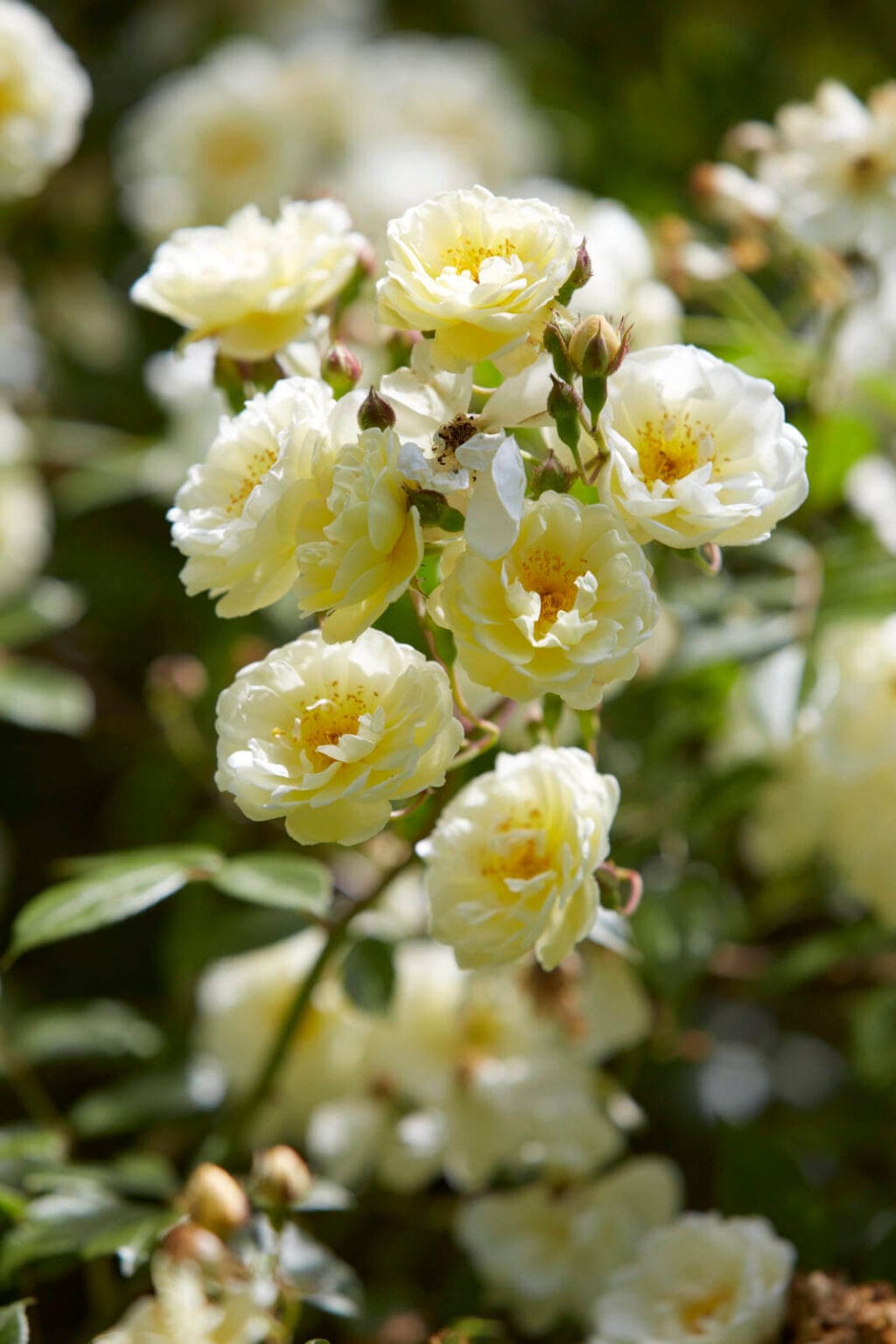 15 Most Effective Tips How to Prune Roses - The Gardening Dad