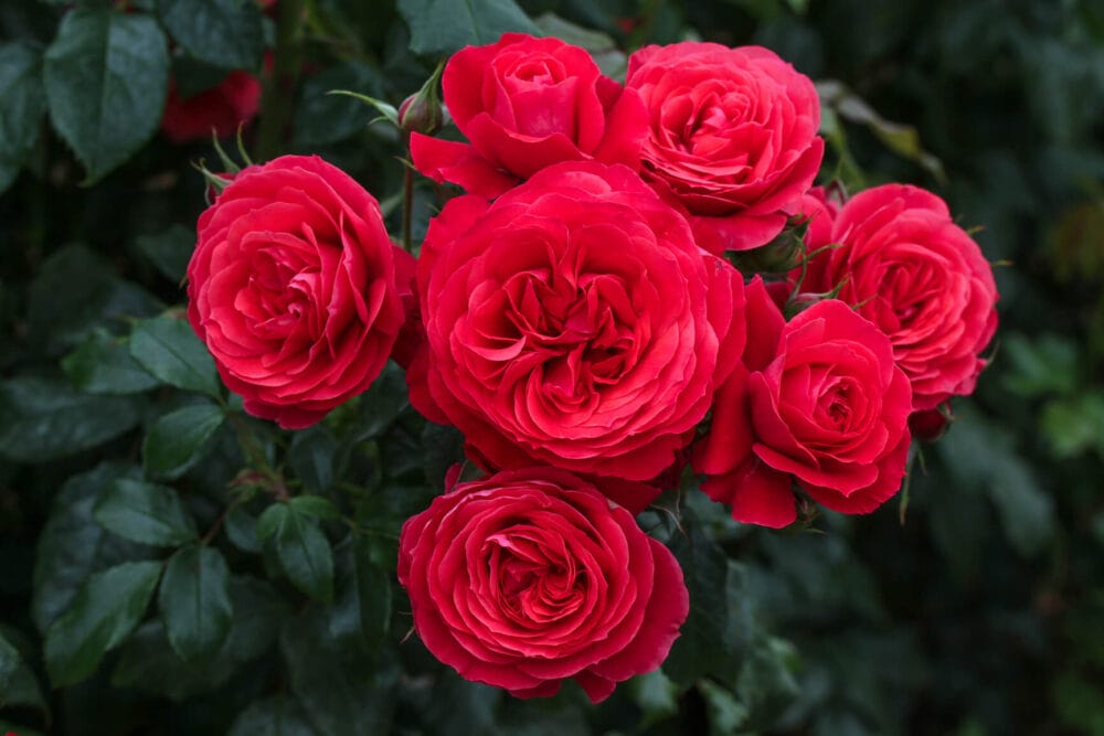 15 Most Effective Tips How to Prune Roses - The Gardening Dad