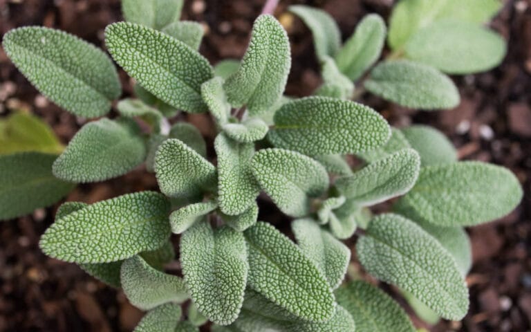 How to Grow Garden Sage Plant for Beginners - The Gardening Dad