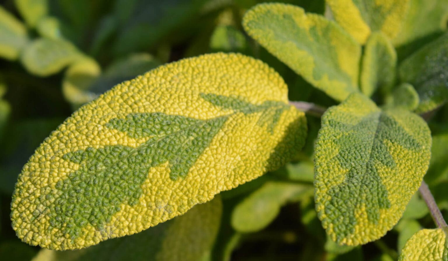 How to Grow Garden Sage Plant for Beginners - The Gardening Dad