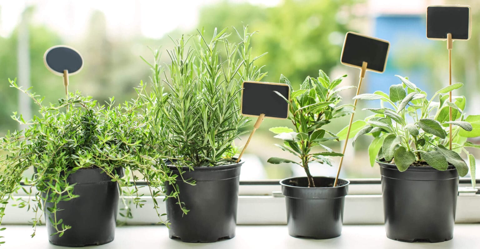 10 Best Herbs to Grow in Australia (2023 Guide) - The Gardening Dad