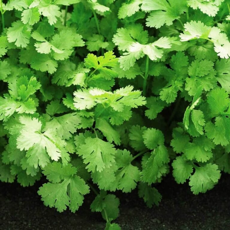 10 Painless Tips How To Grow Cilantro From Seed - The Gardening Dad