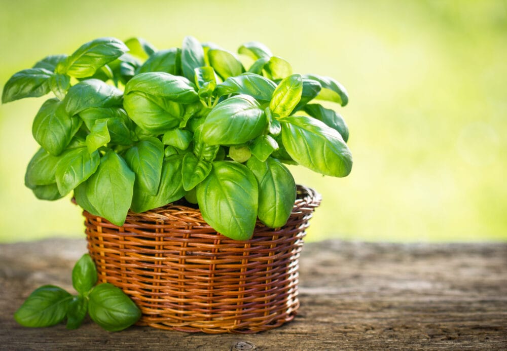 10 Best Herbs to Grow in Australia (2023 Guide) - The Gardening Dad