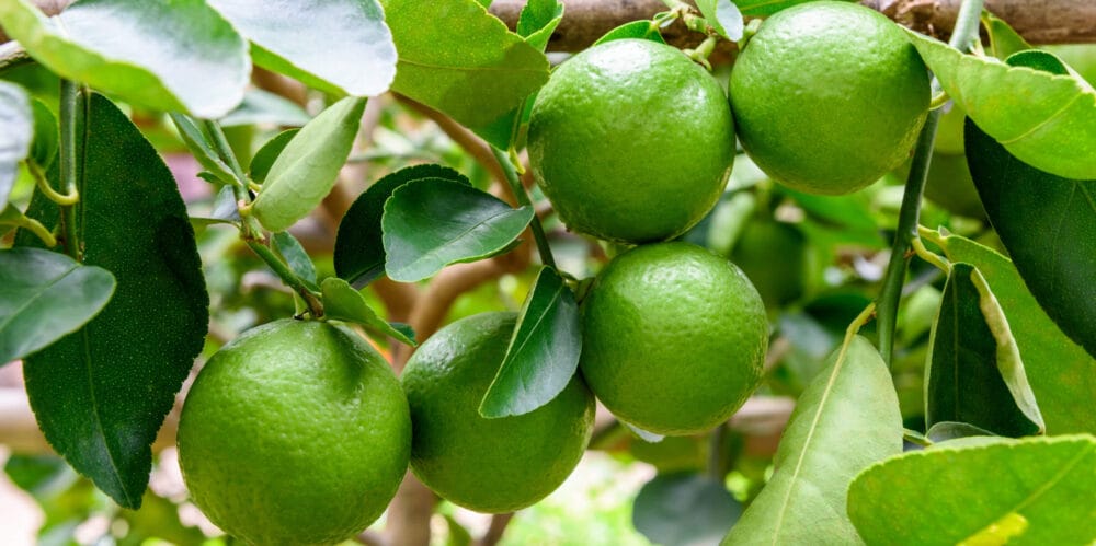 10 BEST Citrus Trees to Grow in Arizona (2023 Guide) - The Gardening Dad