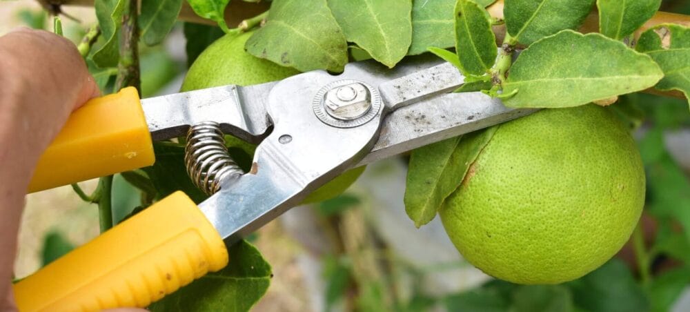 10 MOST Effective Tips for Pruning Lime Trees (2023 Guide) - The Gardening Dad
