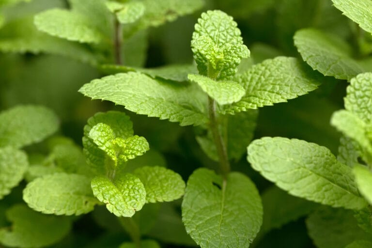 11 Easy Tips How To Grow Mint From Seed - The Gardening Dad