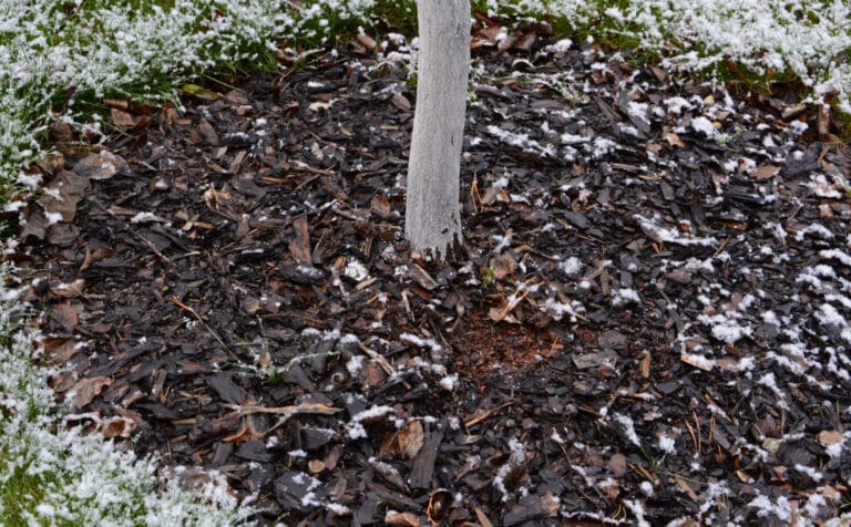 10 MOST Effective Tips for Pruning Pear Trees (2023 Guide) - The ...