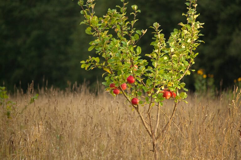 How to Grow Apple Trees in 10 Easy Steps - The Gardening Dad