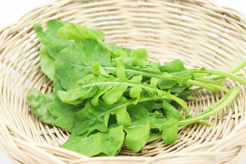 6 Quick Tips How to Grow Kale from Seed - The Gardening Dad