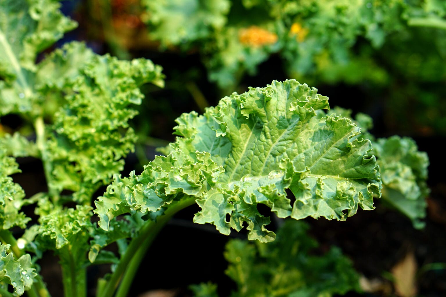 How to Grow Kale from Seed (6 Quick Tips) - The Gardening Dad