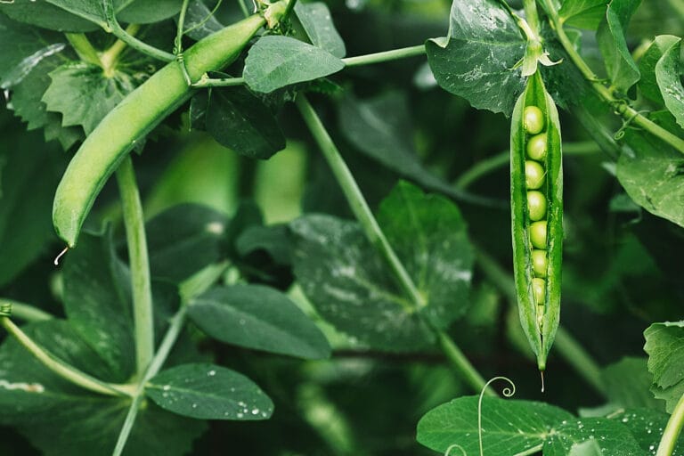 6 Easy Tips How to Grow Peas from Seed - The Gardening Dad