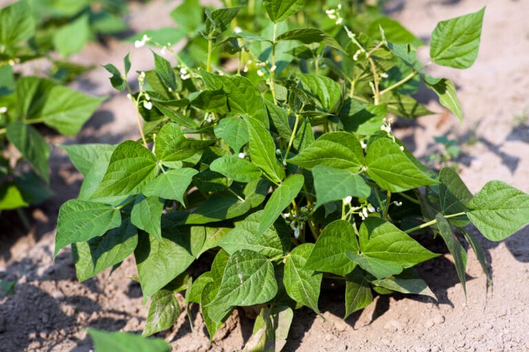 7 Quick Steps How to Grow Lima Beans - The Gardening Dad