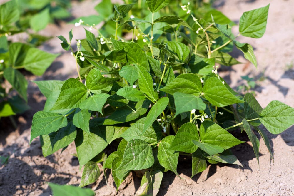 7 Easy Tips Growing Green Beans From Seed - The Gardening Dad