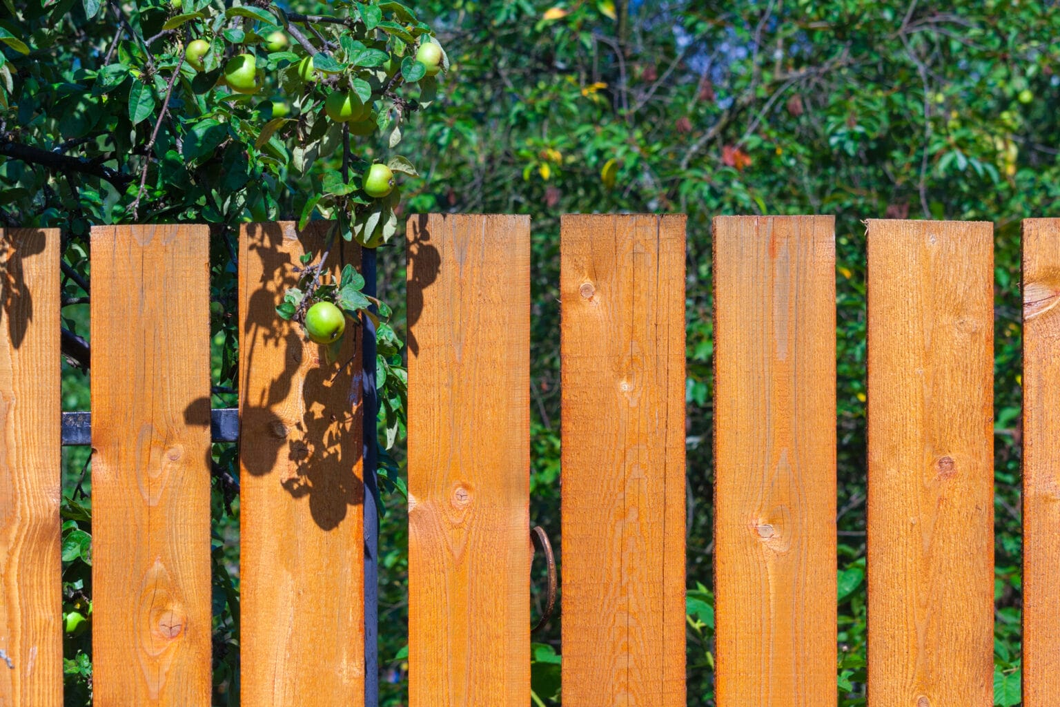 How to Grow Apple Trees in 10 Easy Steps - The Gardening Dad