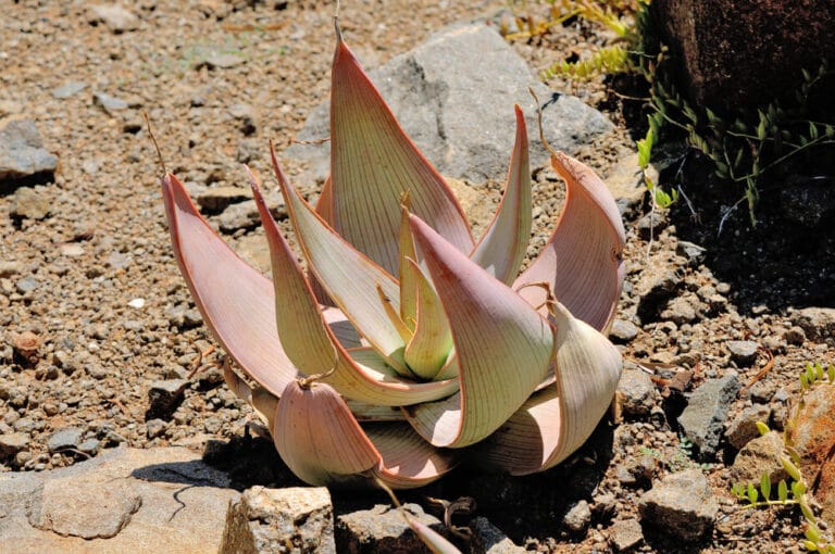 How to Grow Aloe Vera Indoors & Outdoors - The Gardening Dad
