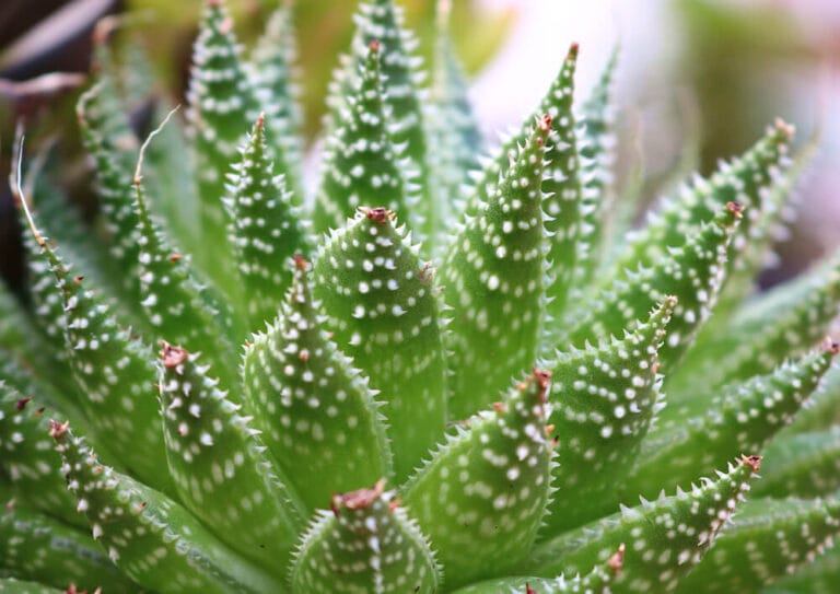 How To Grow Cactus Indoors & Outdoors - The Gardening Dad