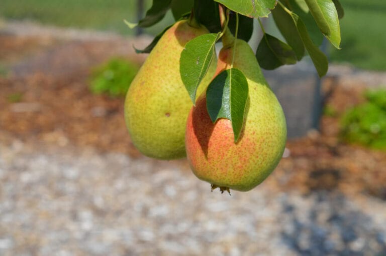 10 Simple Steps How to Grow a Pear Tree - The Gardening Dad