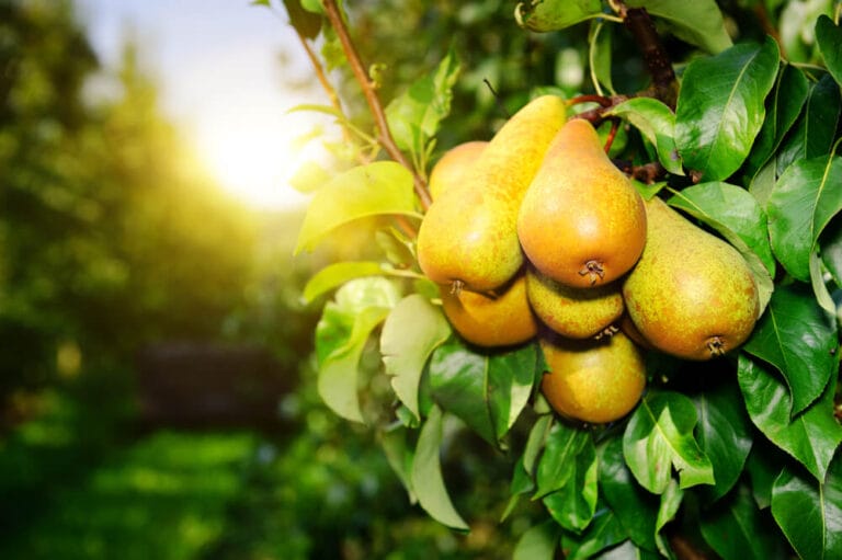 10 Simple Steps How to Grow a Pear Tree - The Gardening Dad
