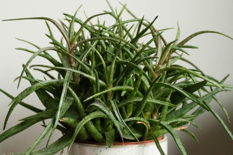 How to Grow Aloe Vera Indoors & Outdoors - The Gardening Dad