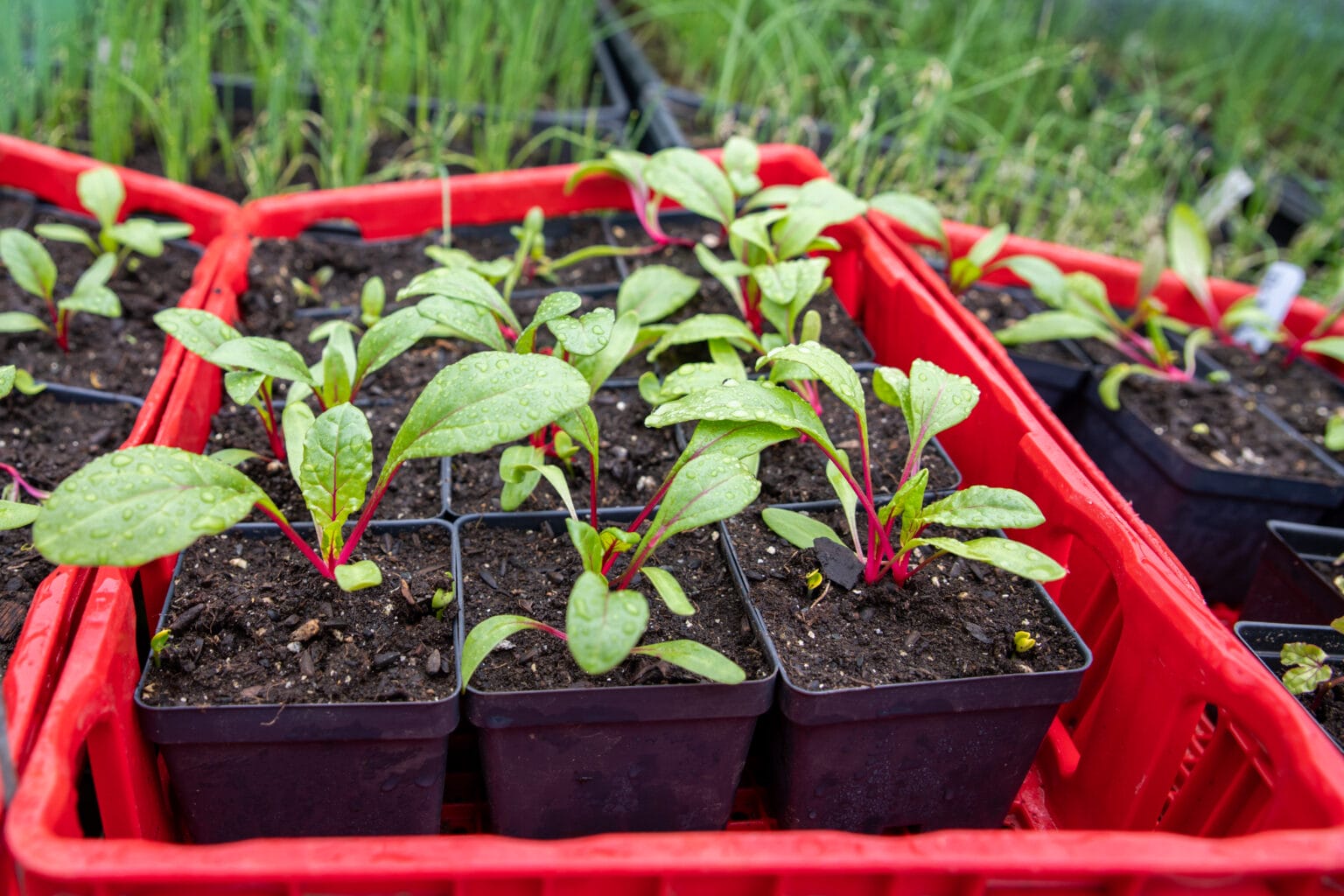 10 BEST Vegetables to Grow in Arizona Winter (2023 Guide) - The ...