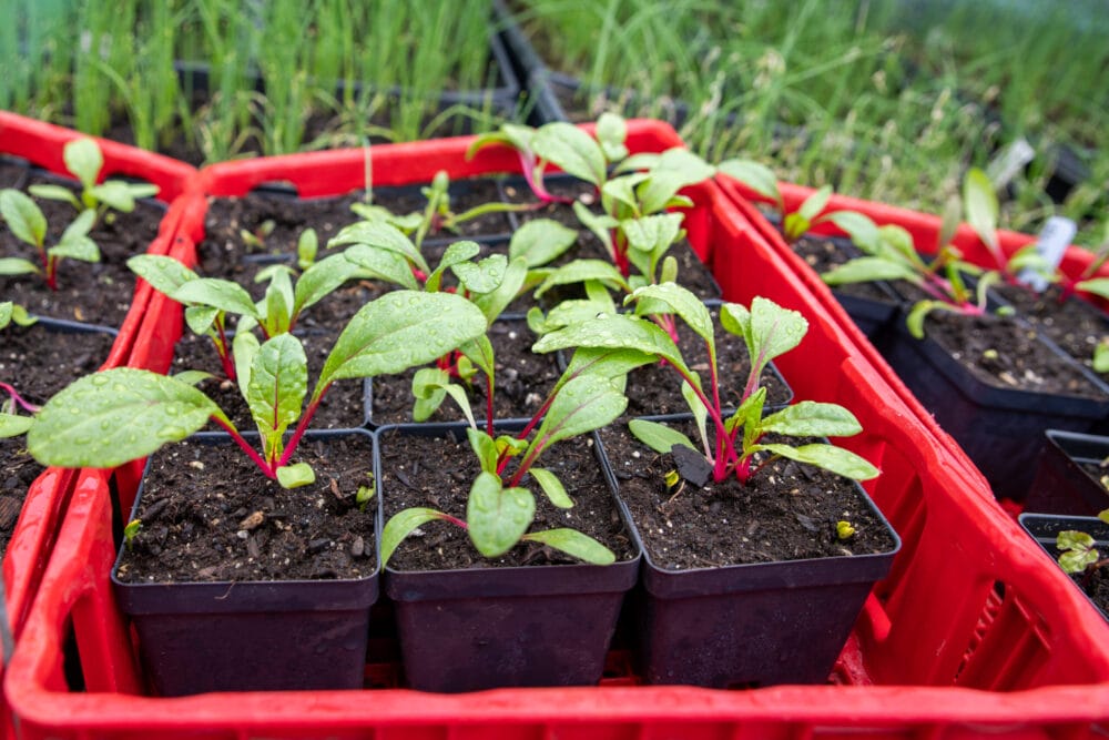 10 BEST Vegetables to Plant in September in Tennessee (2023 Guide ...