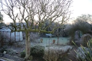 10 Simple Steps How to Grow a Pear Tree - The Gardening Dad