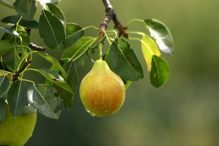 10 Simple Steps How to Grow a Pear Tree - The Gardening Dad