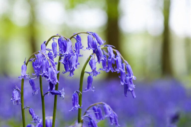 How to Grow Bluebells - The Gardening Dad