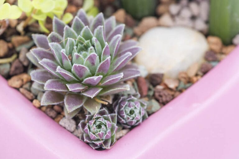 10 BEST Succulents to Grow in Arizona (2023 Guide) - The Gardening Dad