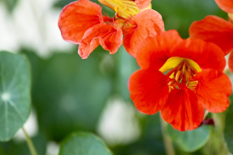 17 Best Annual Fall Flowers to Plant - The Gardening Dad