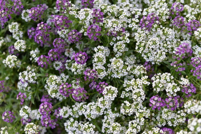 10 Easiest Annual Flowers to Grow in Florida (2023 Guide) - The ...