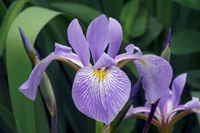 How to Grow Iris | Planting Iris Bulbs in Pots - The Gardening Dad
