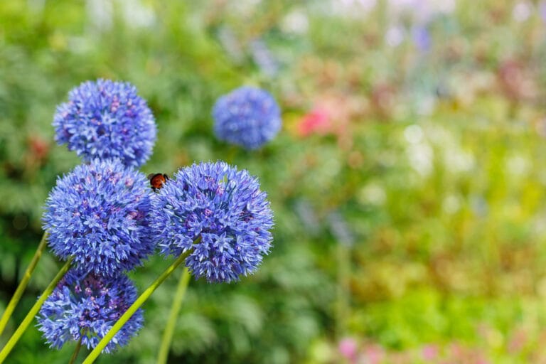 How to Growing Ornamental Alliums - The Gardening Dad