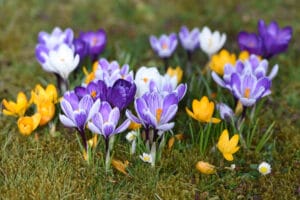 How to Growing Crocus Indoors - The Gardening Dad
