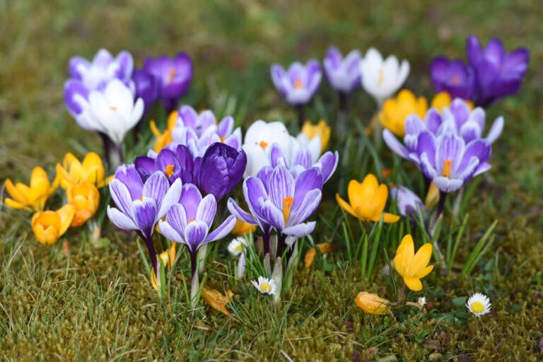 How to Growing Crocus Indoors - The Gardening Dad