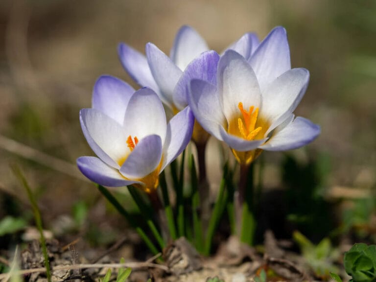How to Growing Crocus Indoors - The Gardening Dad