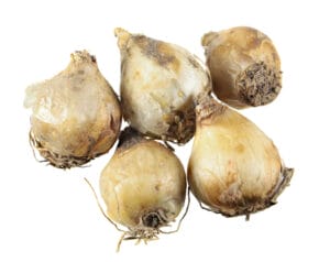 How to Grow Bluebells - The Gardening Dad