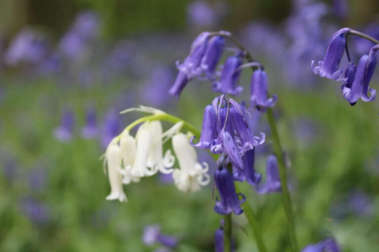 How to Grow Bluebells - The Gardening Dad