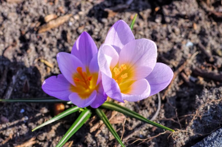 How to Growing Crocus Indoors - The Gardening Dad