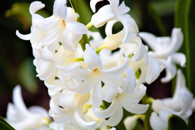 How to Grow Hyacinth | Different Types of Hyacinths - The Gardening Dad