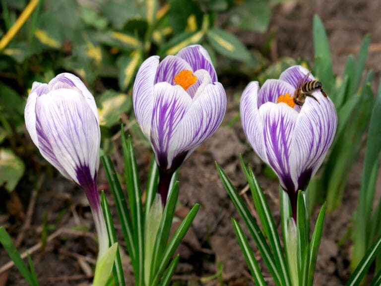 How to Growing Crocus Indoors - The Gardening Dad