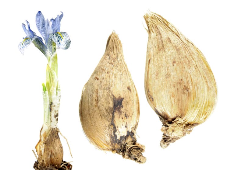How to Grow Iris | Planting Iris Bulbs in Pots - The Gardening Dad
