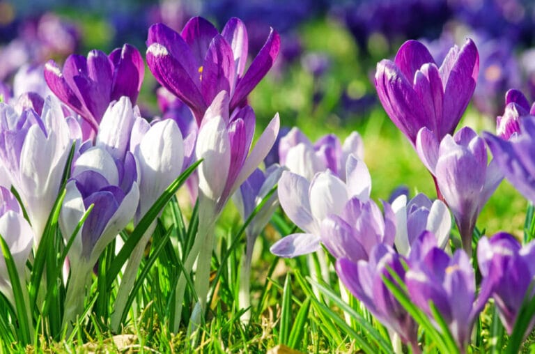 How to Growing Crocus Indoors - The Gardening Dad