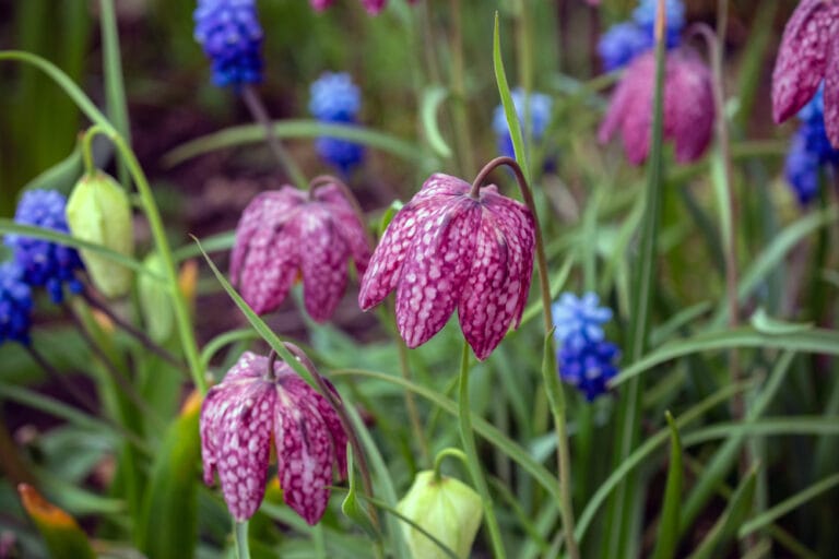 How to Grow Fritillary from Bulbs (2 EASY Steps for Beginners) - The ...