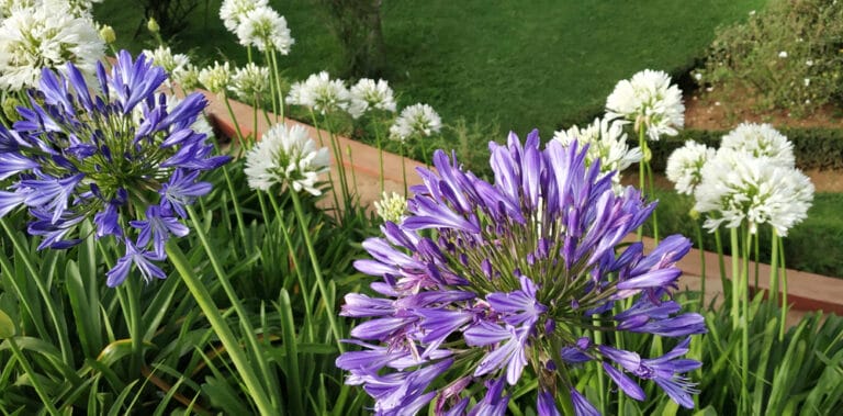 How to Growing Ornamental Alliums - The Gardening Dad