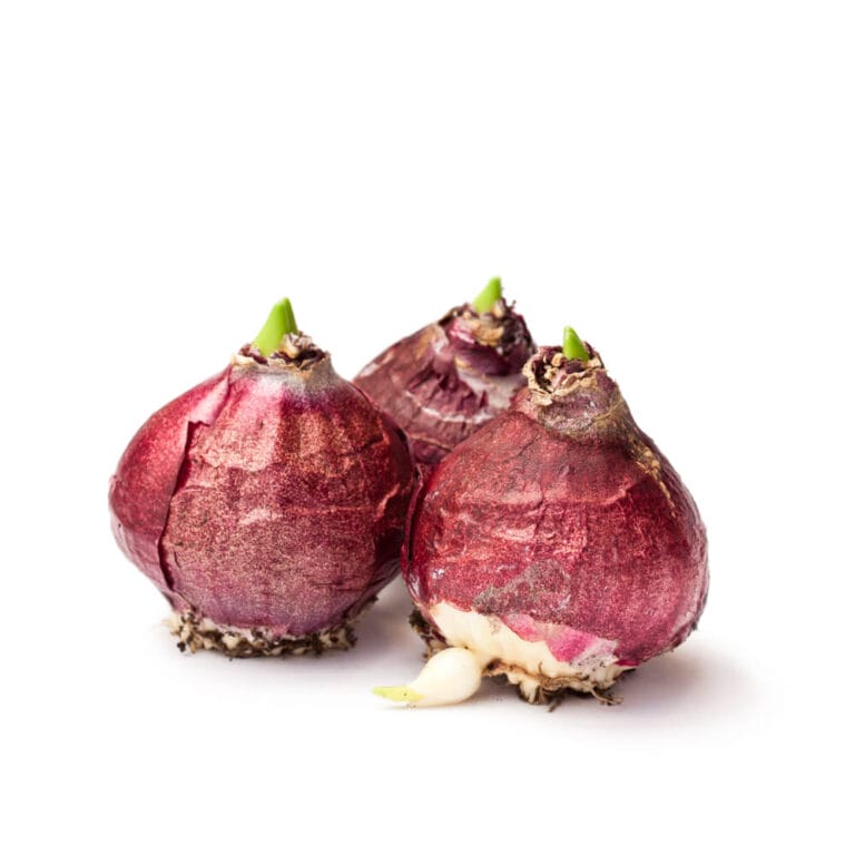 How to Grow Hyacinth | Different Types of Hyacinths - The Gardening Dad